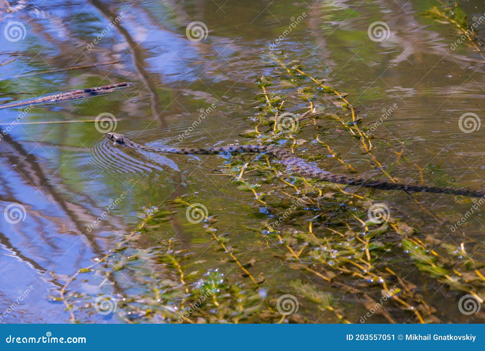Grass Snake Floats on the Lake Stock Image - Image of summer, tongue ...