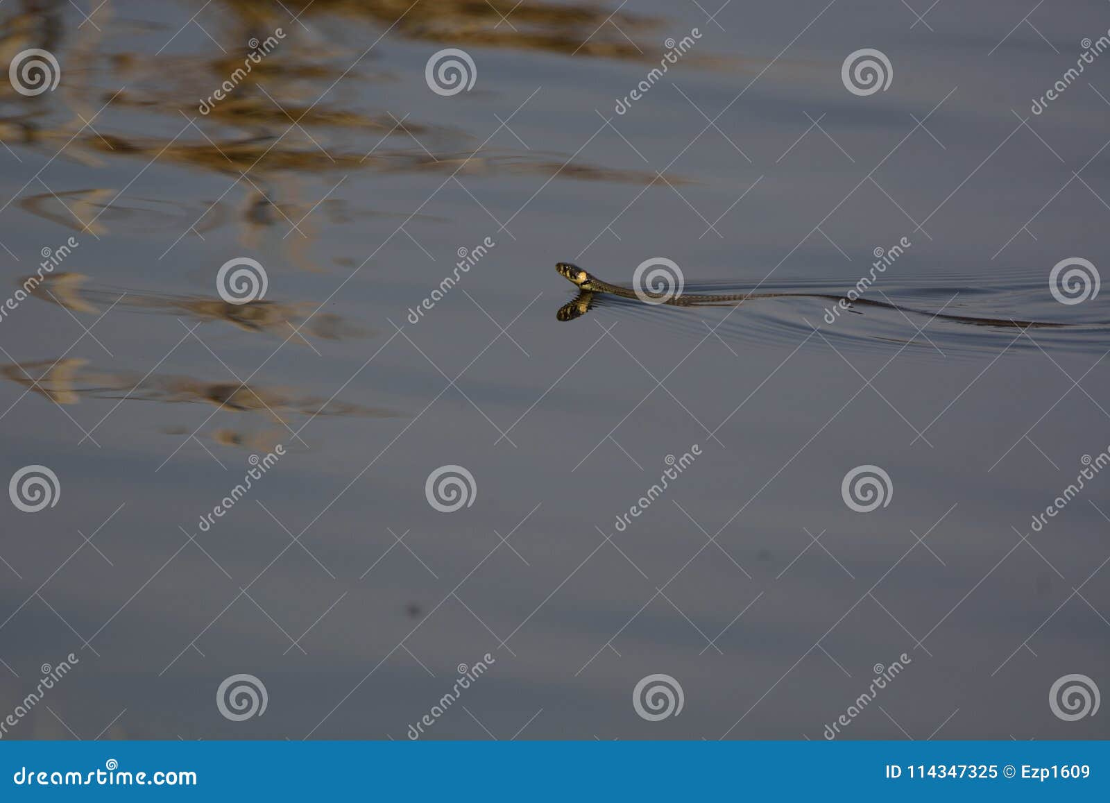 Floating grass snake stock image. Image of snake, reptile - 114347325