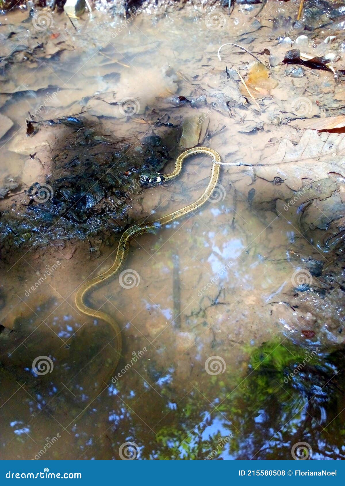 The Grass Snake in the Puddle Stock Photo - Image of screenshot, forest ...