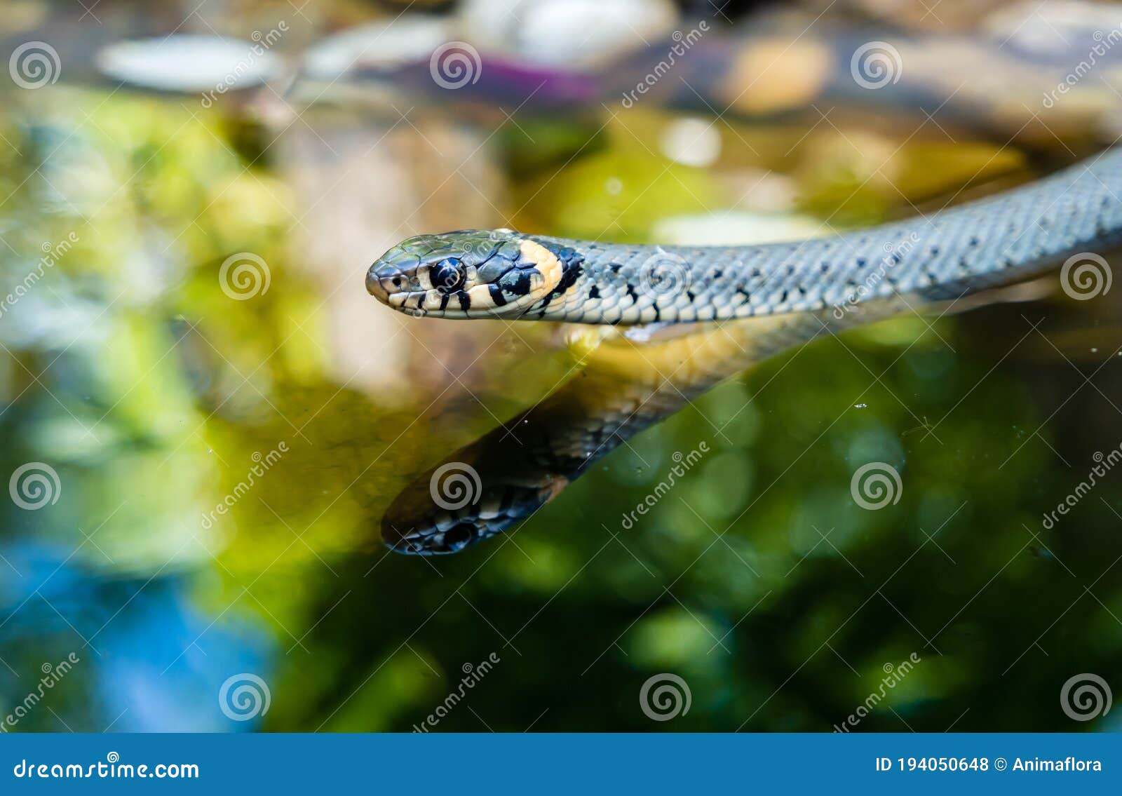 Grass snake in the garden stock photo. Image of biotope - 194050648