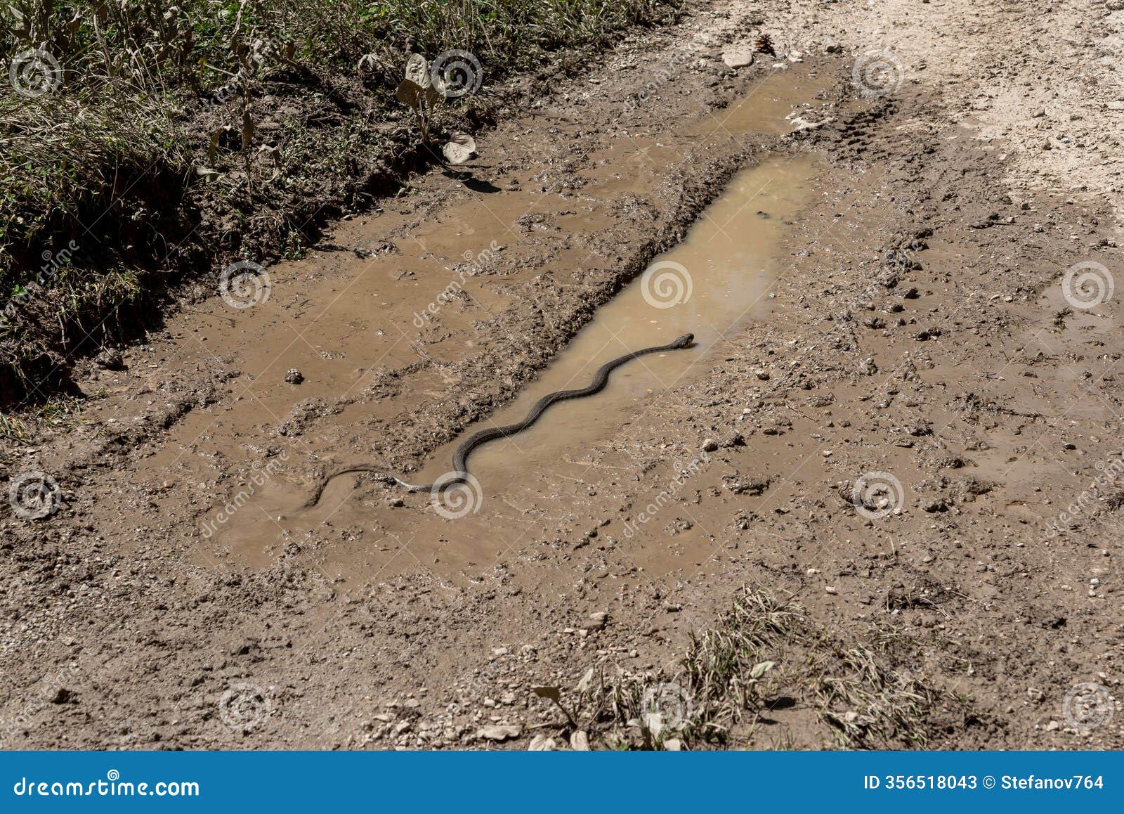 Grass snake stock image. Image of road, reptiles, wildlife - 356518043
