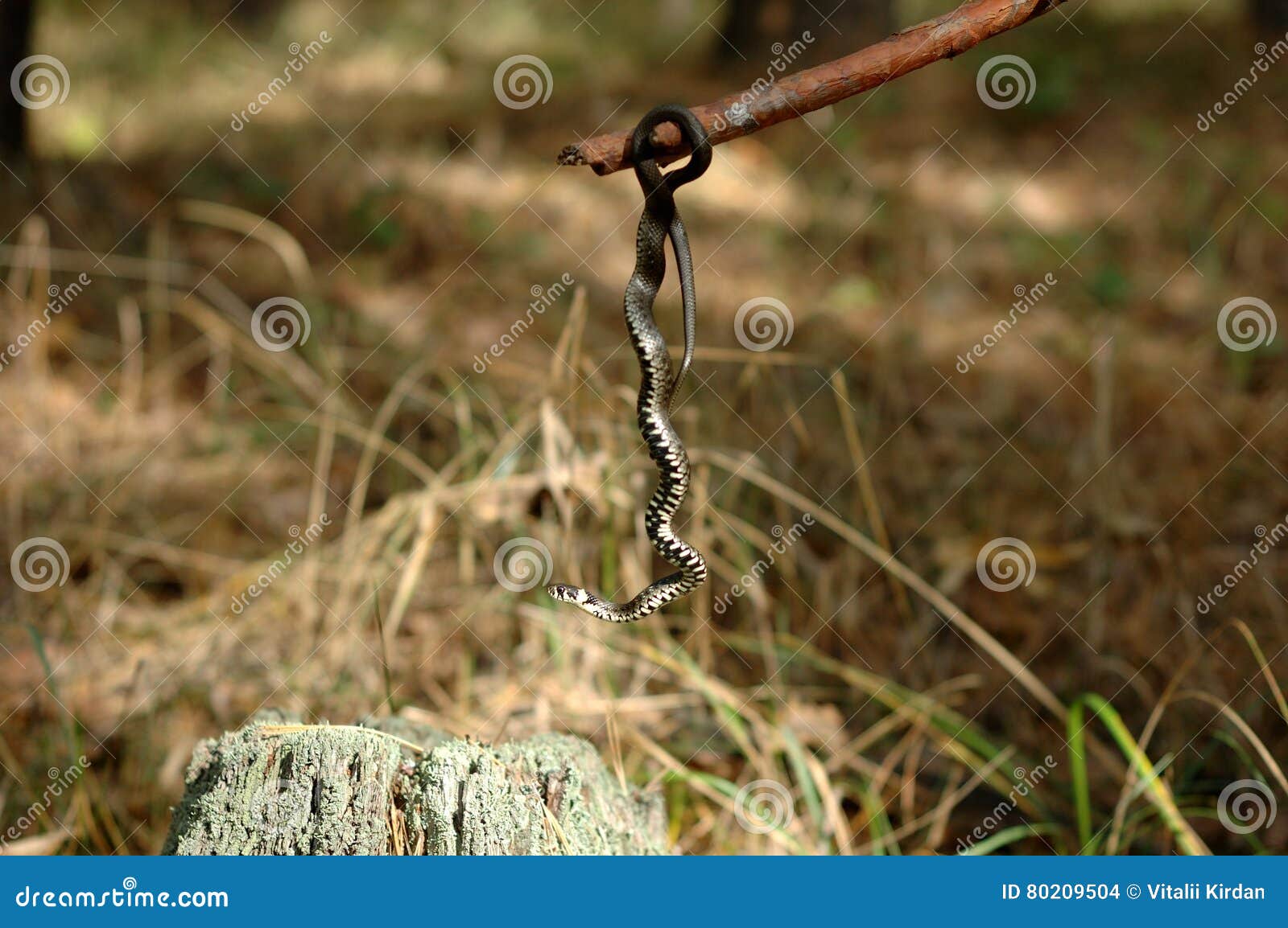 Grass Snake Hanging on a Stick Stock Photo - Image of environment ...