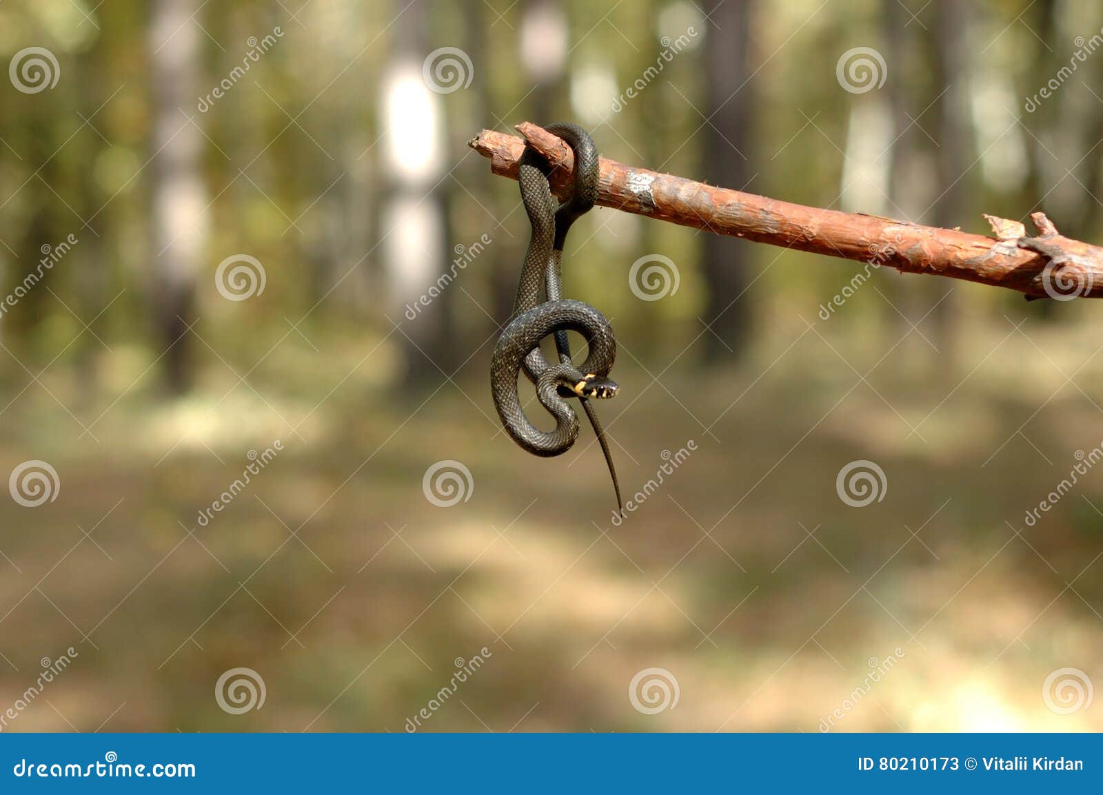 Grass Snake Hanging on a Stick Stock Image - Image of forest, closeup ...