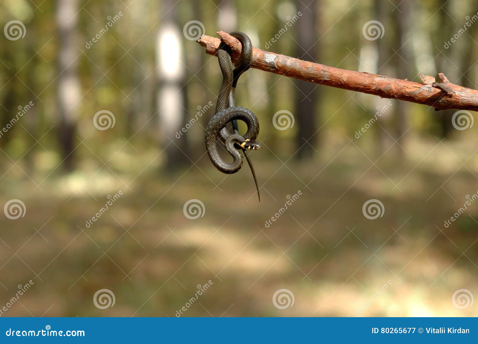 Grass Snake Hanging on a Stick Stock Image - Image of outdoor ...