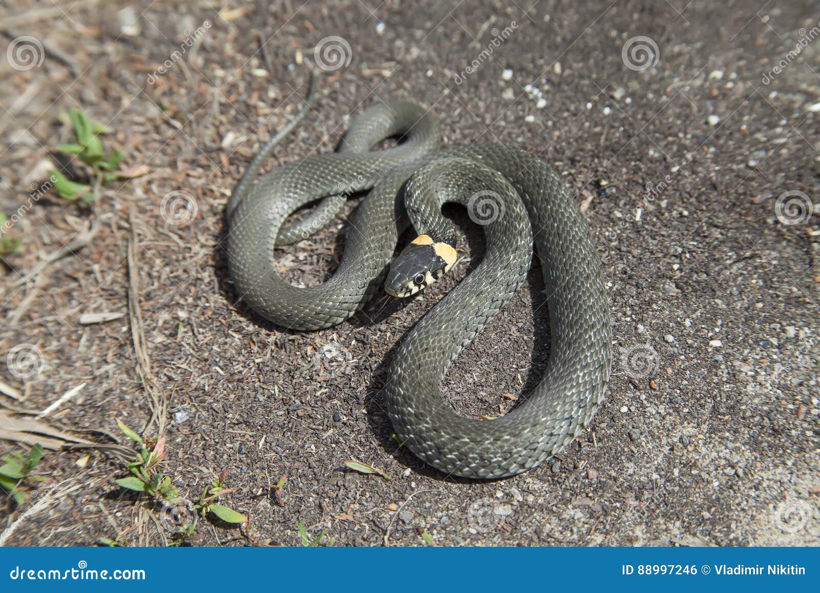 Grass-snake stock photo. Image of carnivore, ground, reptile - 88997246