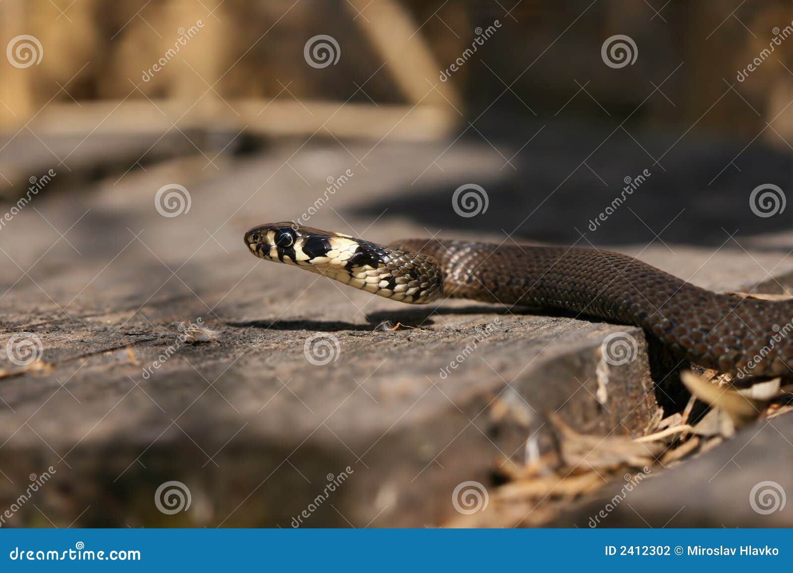 Grass-snake on hunt stock photo. Image of slim, predator - 2412302