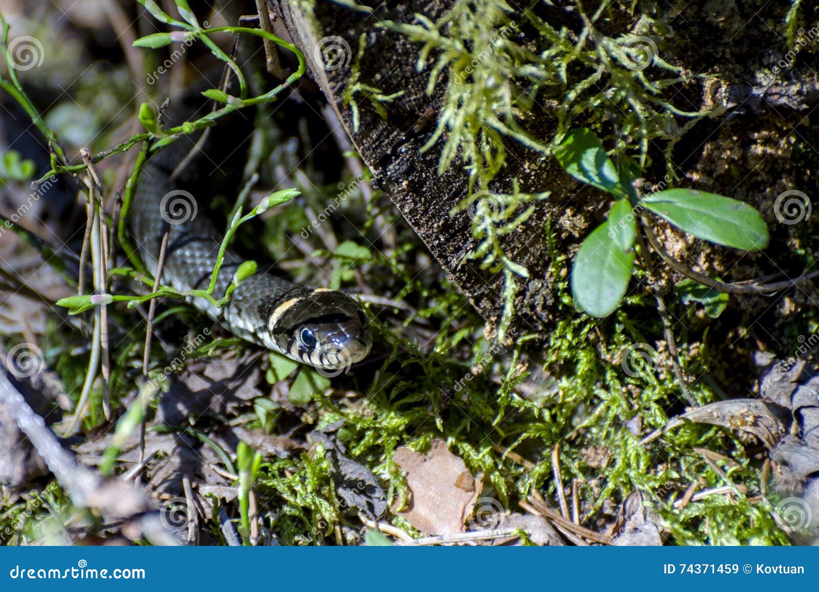 Grass Snake (lat. Natrix Natrix) Creeps Bask in the Sun in Early Spring ...