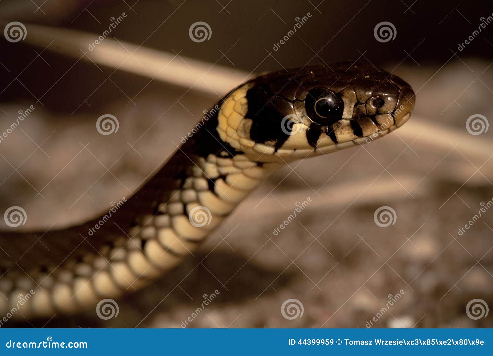 Grass snake stock image. Image of animal, long, macro - 44399959