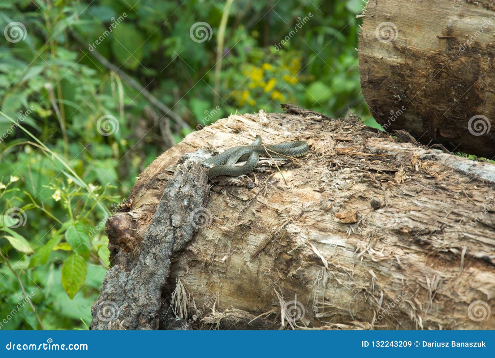 Grass snake lying on a log stock image. Image of snake - 132243209