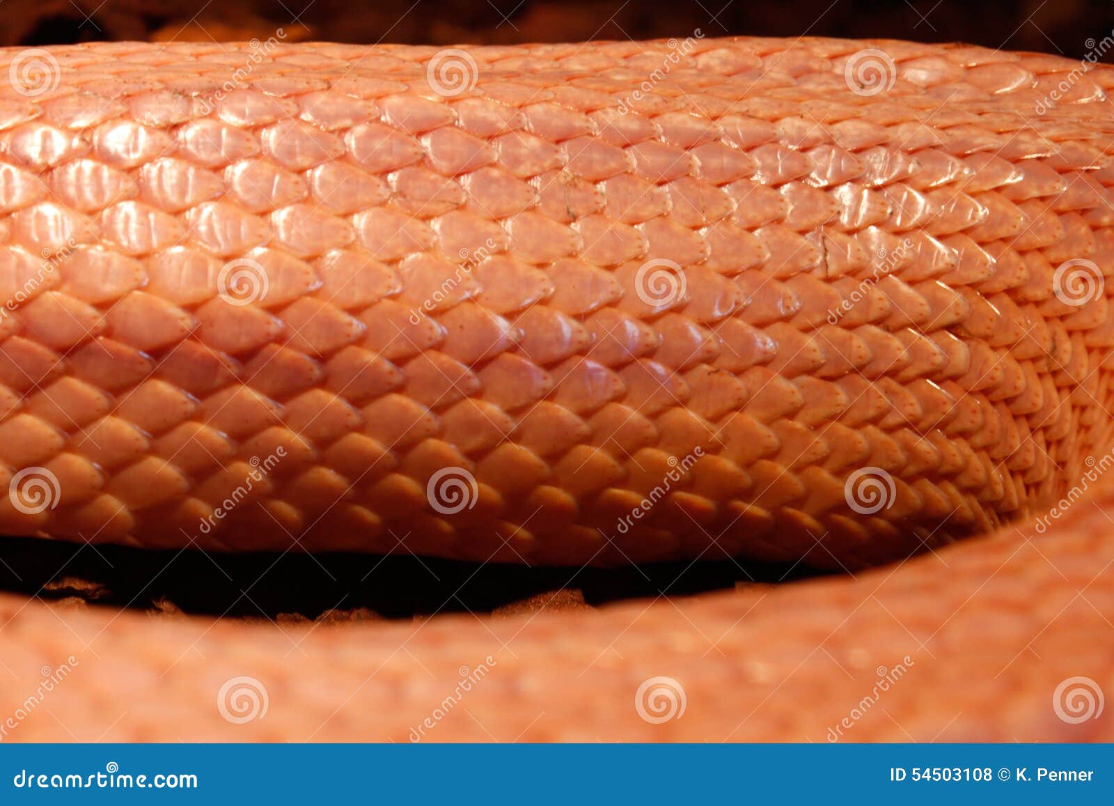 Corn Snake Skin is Molting - Kornnatter Stock Photo - Image of leather ...
