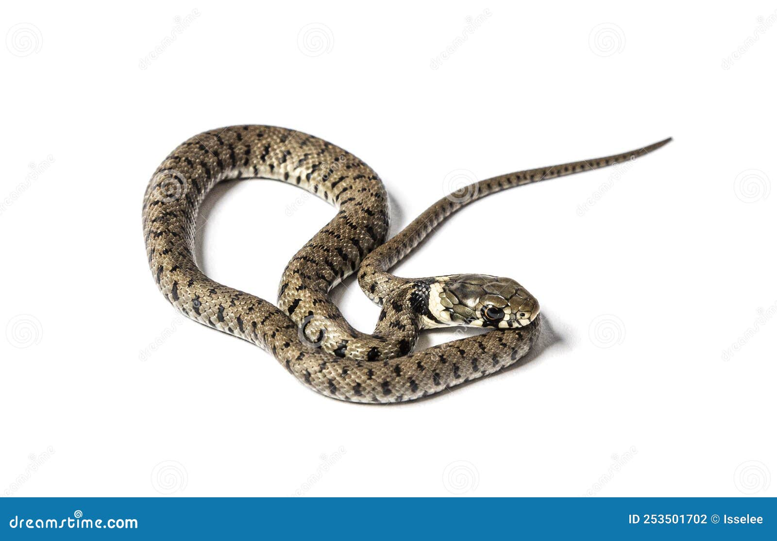 Grass Snake, Natrix Natrix, Isolated on White Stock Photo - Image of ...