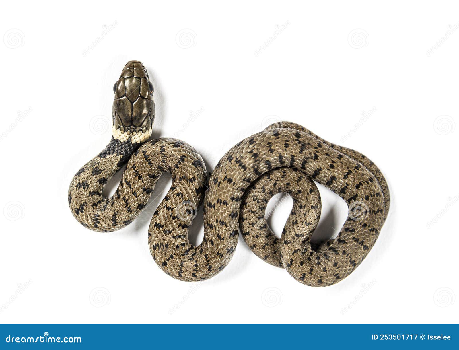 Grass Snake, Natrix Natrix, Isolated on White Stock Image - Image of ...