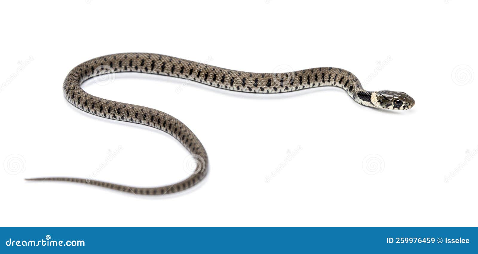 Grass Snake, Natrix Natrix, Isolated on White Stock Image - Image of ...