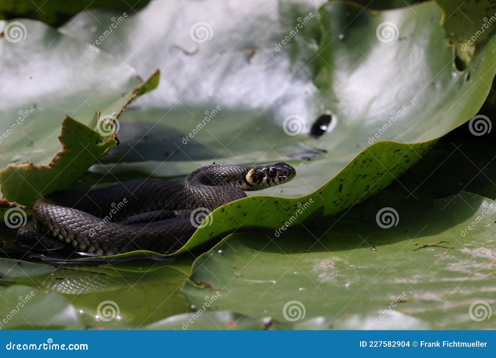 Grass Snake, Grass Snake (Natrix Natrix), on Lily Pad, Germany Stock ...