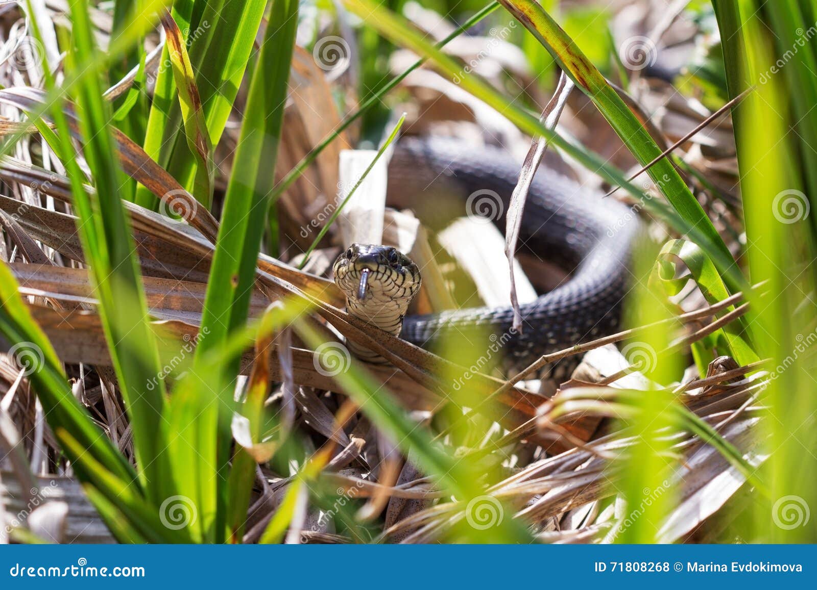 The Grass Snake Natrix Natrix Basking in the Sun. Stock Photo - Image ...