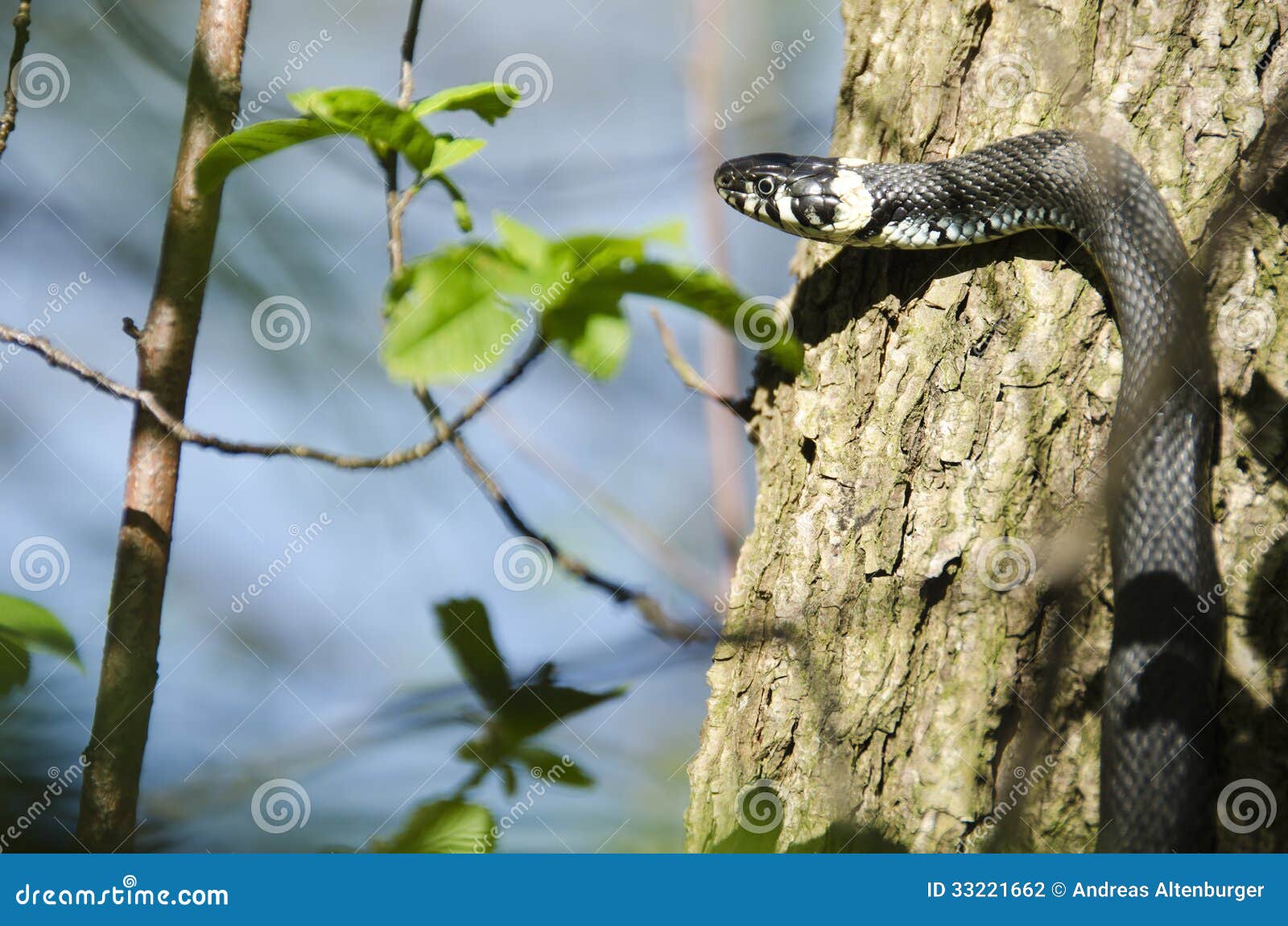 Grass snake, Natrix Natrix stock photo. Image of cold - 33221662
