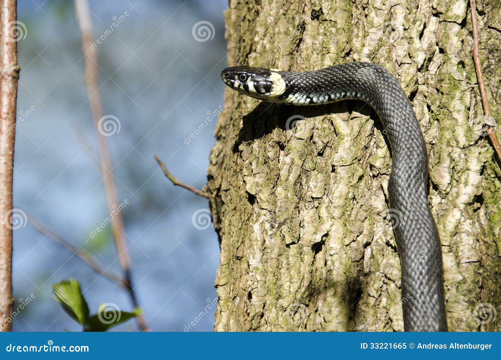 Grass snake, Natrix Natrix stock image. Image of forest - 33221665