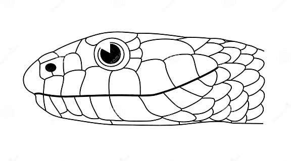 Grass Snake (Natrix Natrix) Stock Illustration - Illustration of ...
