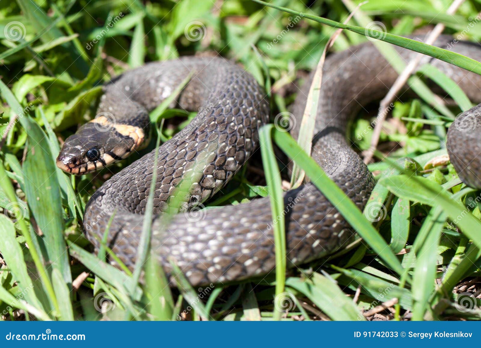 Grass Snake Natrix Natrix in the Grass Stock Image - Image of head ...
