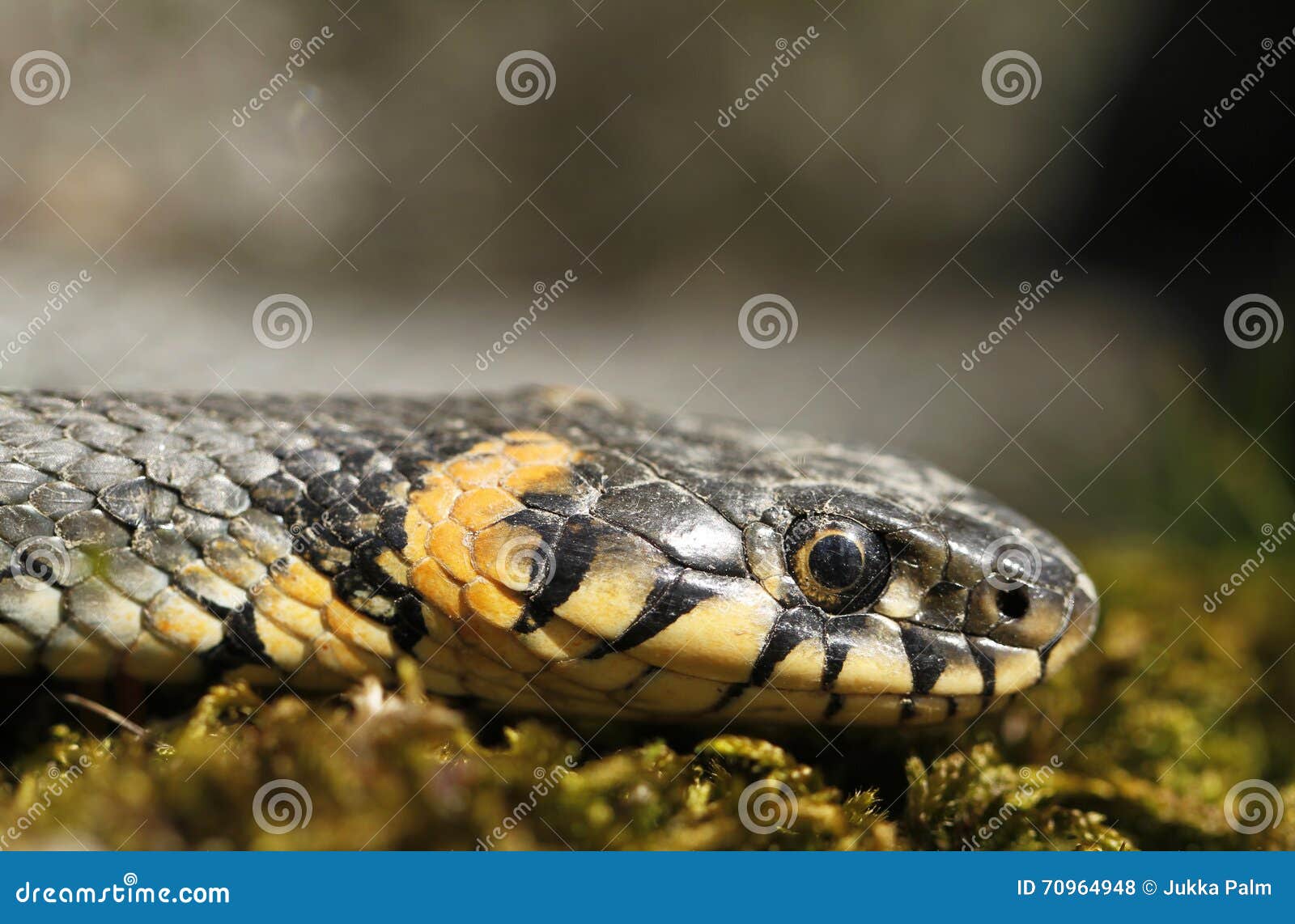 Grass snake Natrix natrix stock photo. Image of scales - 70964948