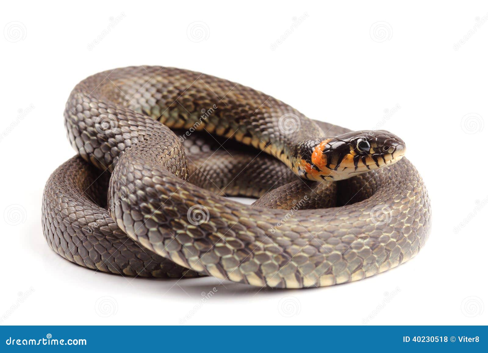 Grass Snake (Natrix Natrix) Isolated on White Stock Photo - Image of ...