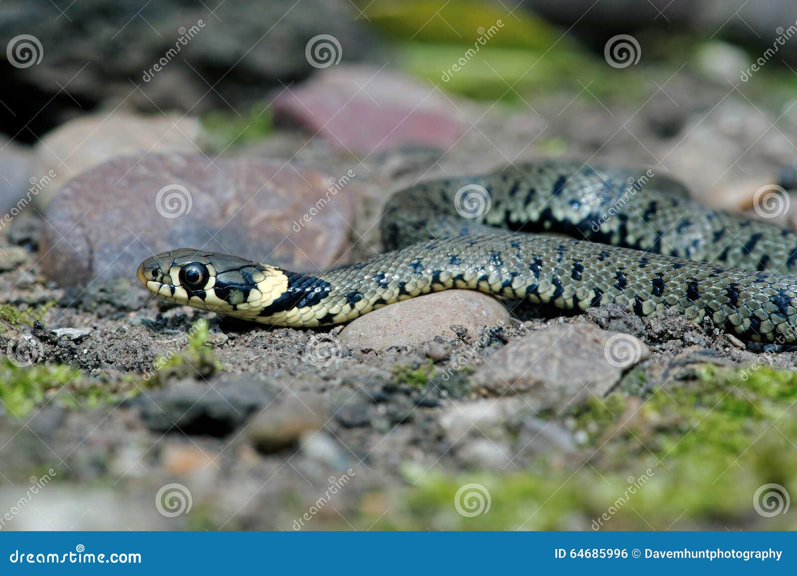 Grass Snake (Natrix Natrix) Stock Photo - Image of hibernate, organism ...