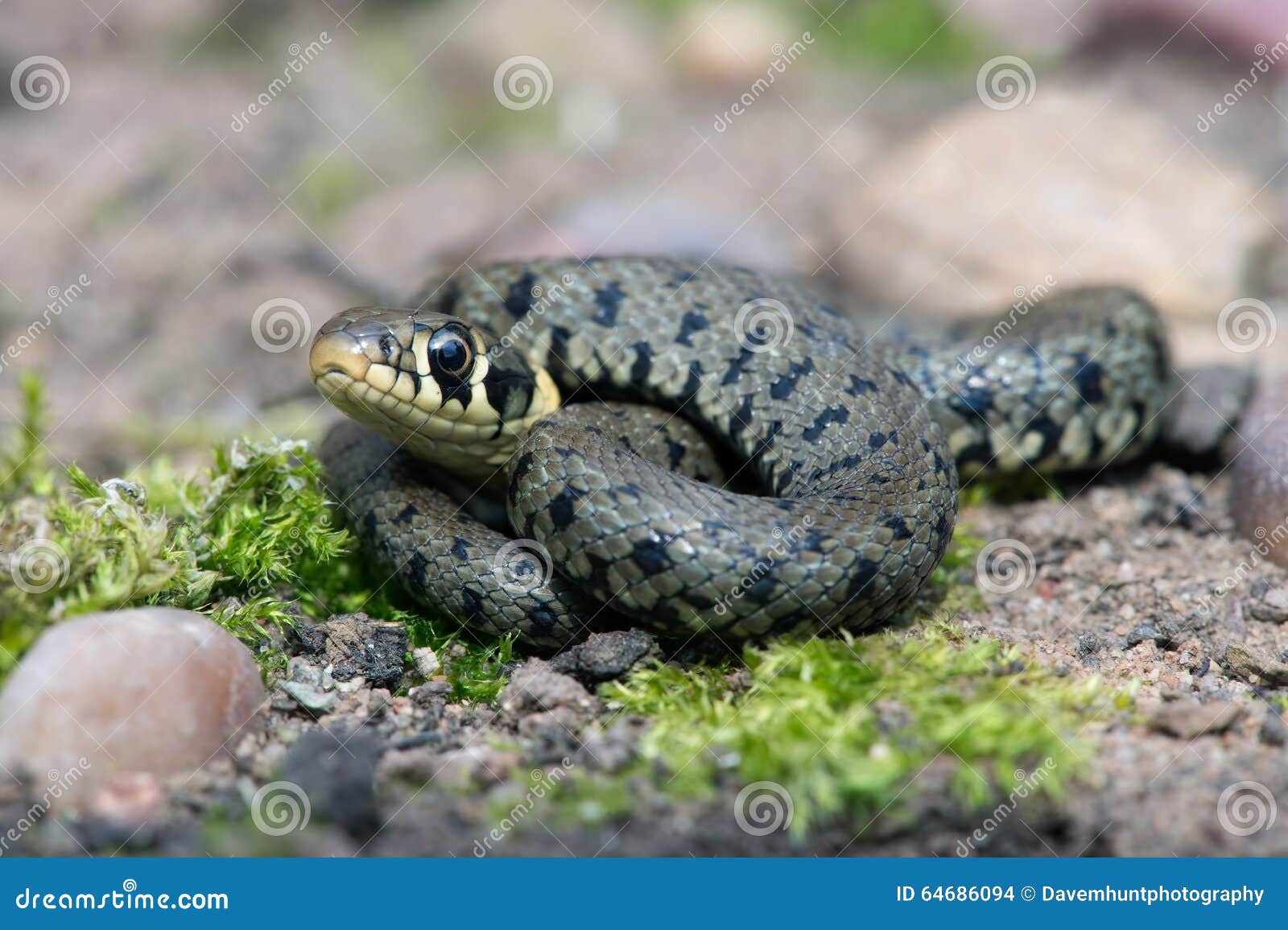Grass Snake (Natrix Natrix) Stock Photo - Image of detail, scaled: 64686094