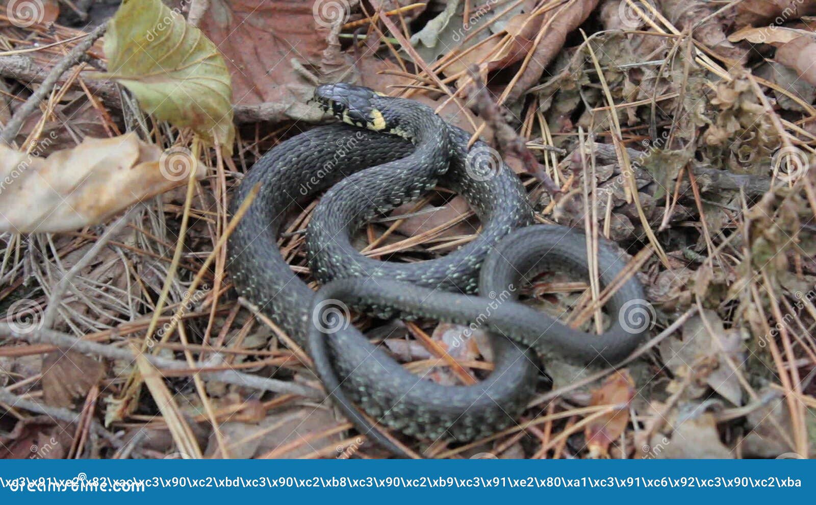 Royalty Free Images, Cartoons, Illustrations And Photos Designed By ...