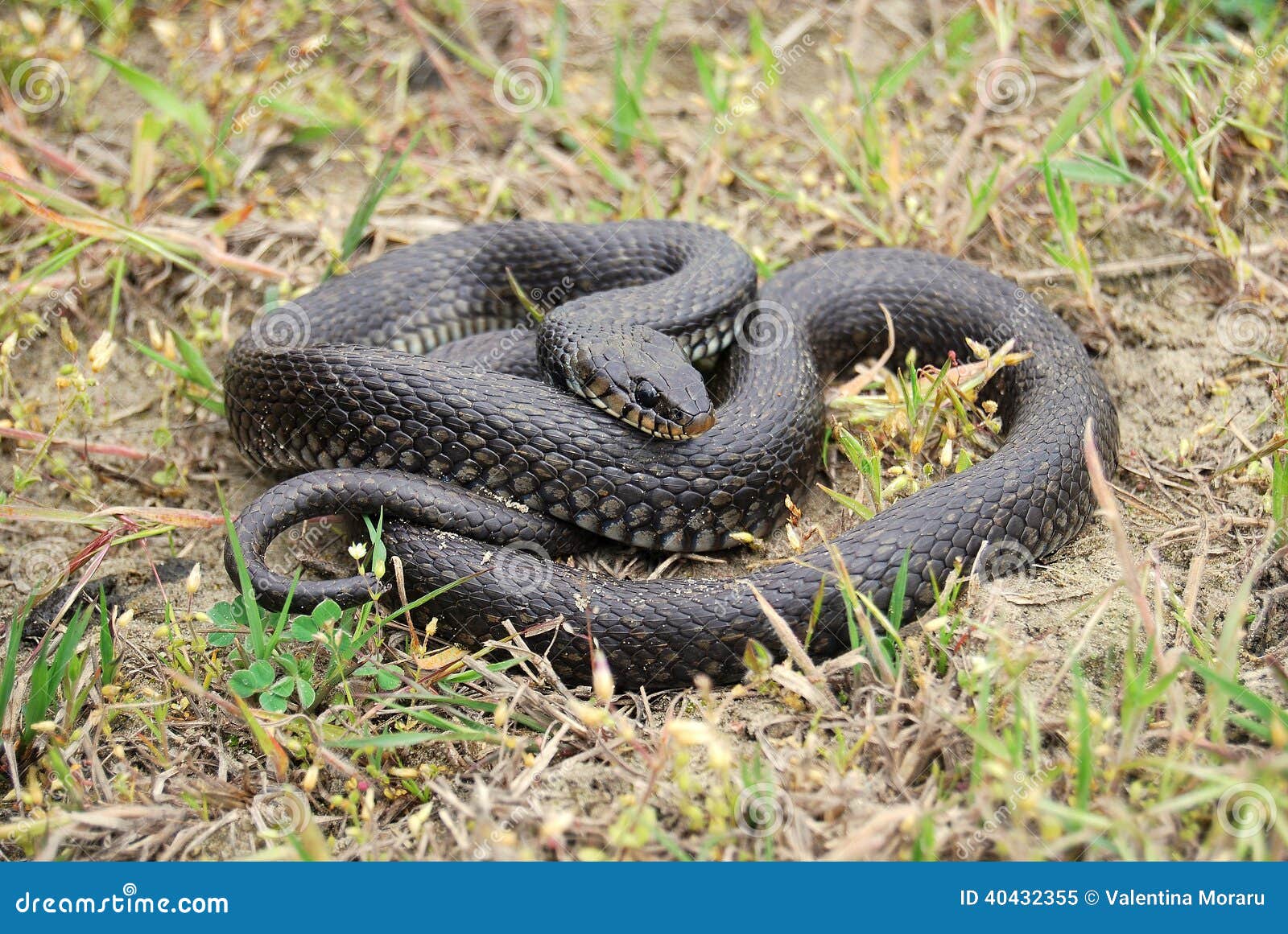 Melanic Specimen Stock Photos - Free & Royalty-Free Stock Photos from ...