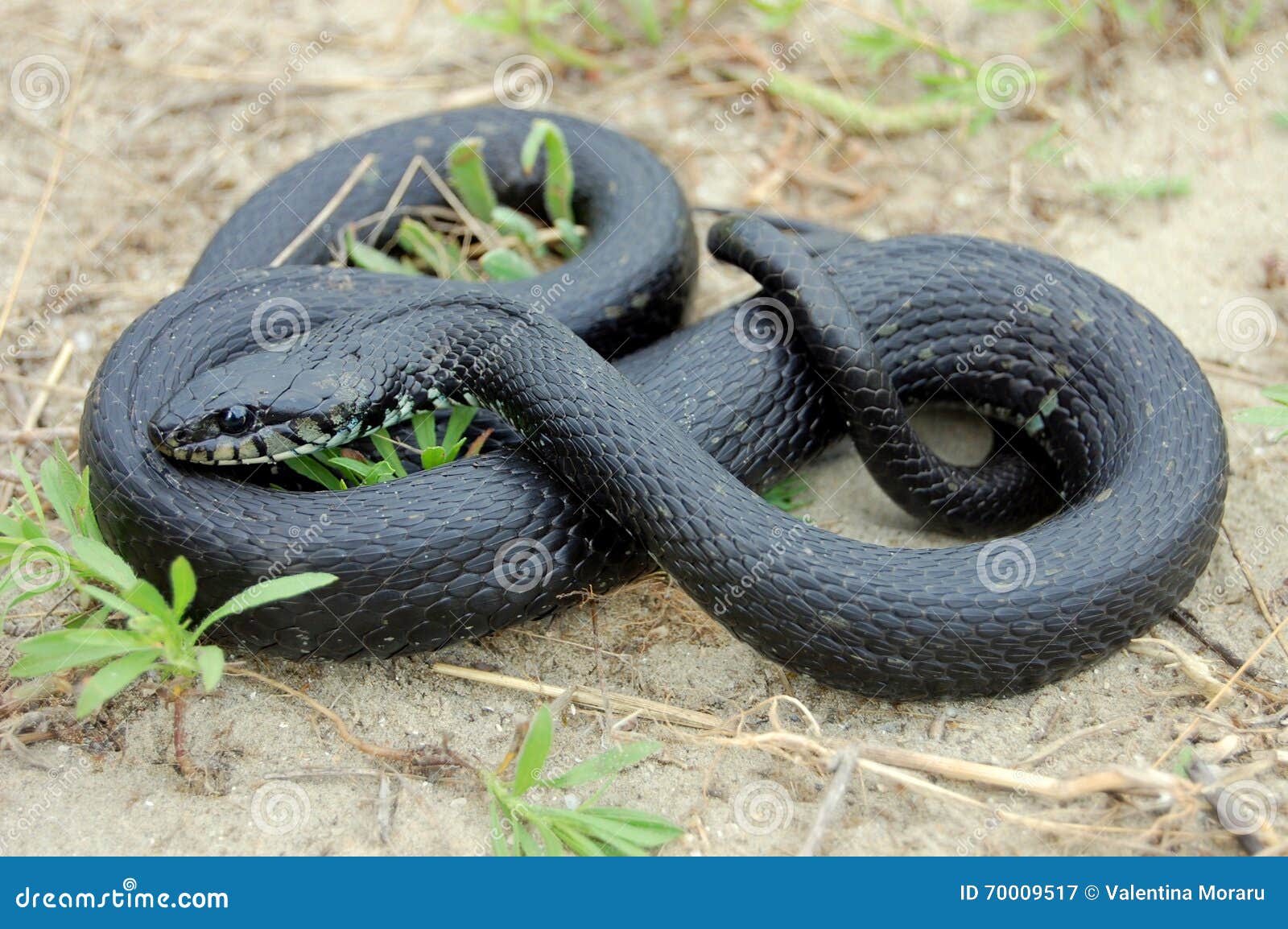 Grass Snake (Natrix Natrix) Stock Image - Image of closeup, animal ...
