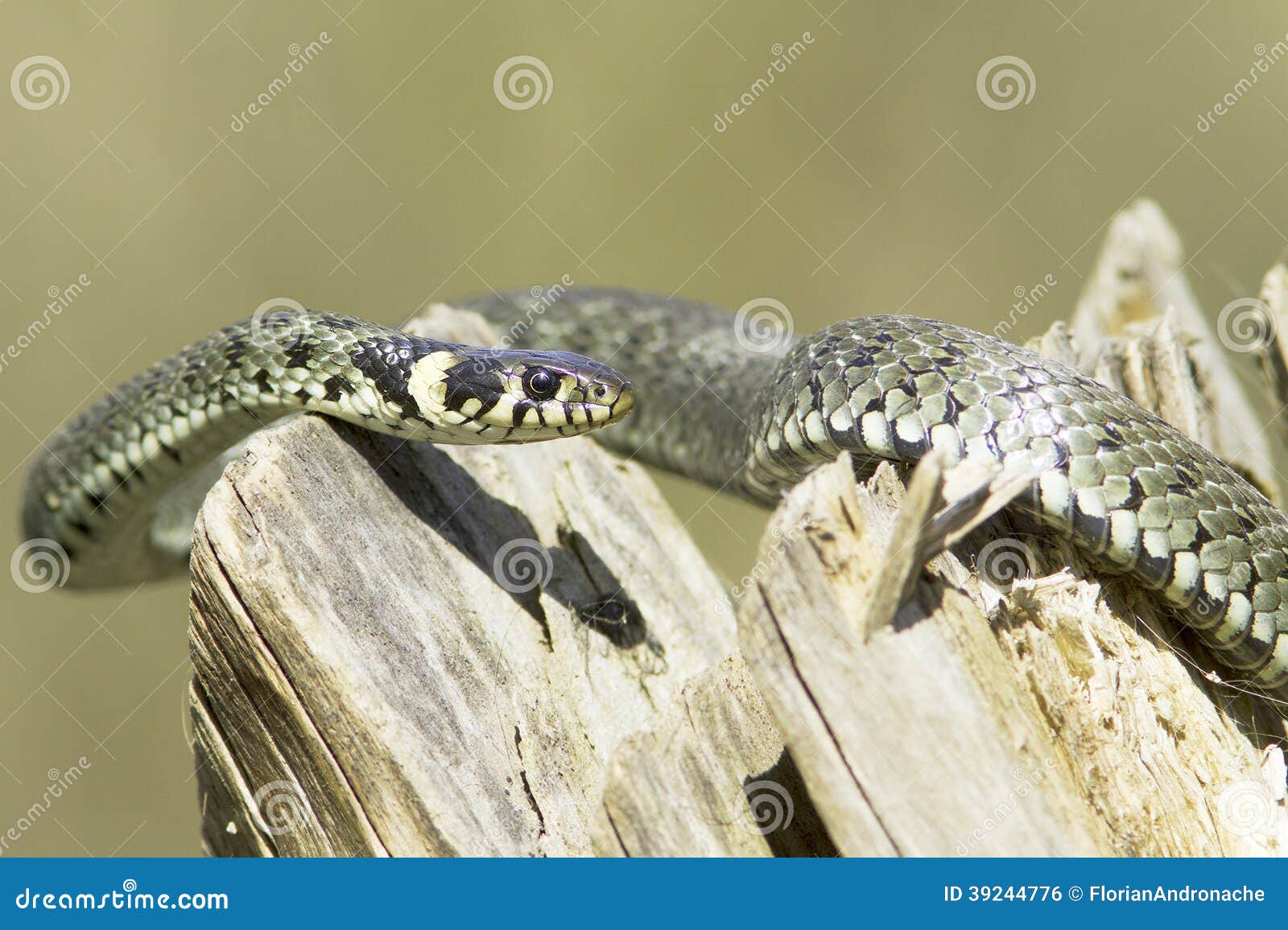 Grass Snake / Natrix Natrix Stock Photo - Image of dorset, nature: 39244776