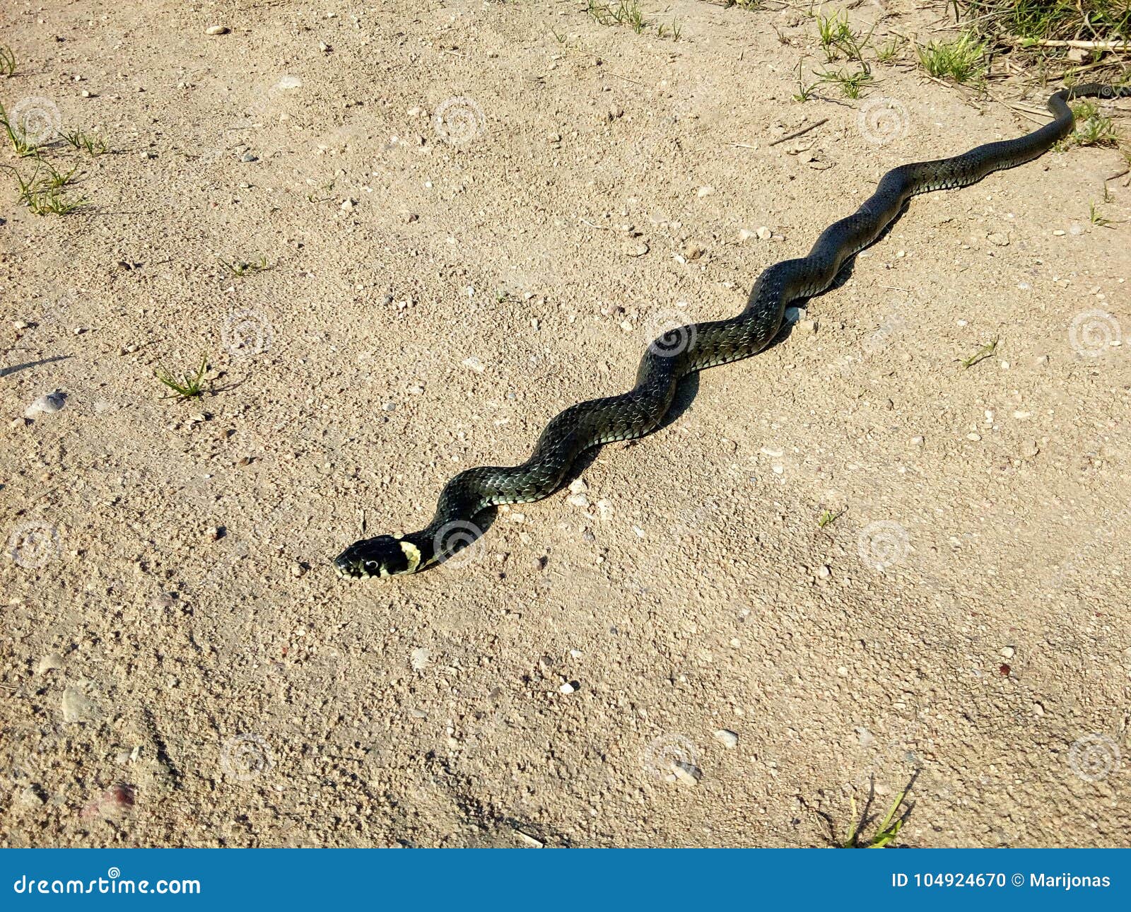 Grass snake stock photo. Image of wild, animal, biology - 104924670