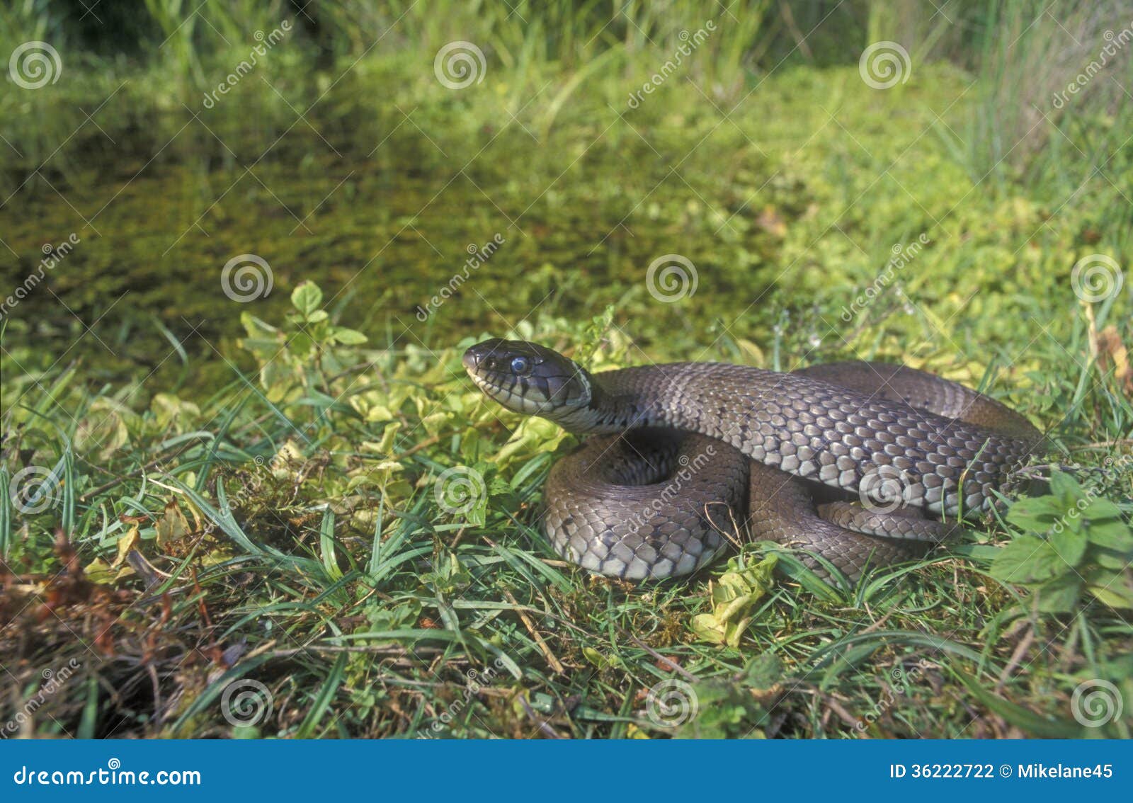 Grass snake, Natrix natrix stock photo. Image of nature - 36222722