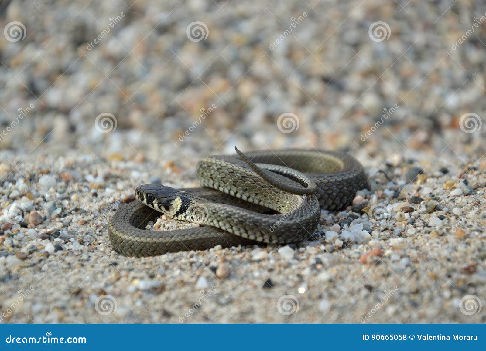 Grass snake Natrix natrix stock photo. Image of conservation - 90665058