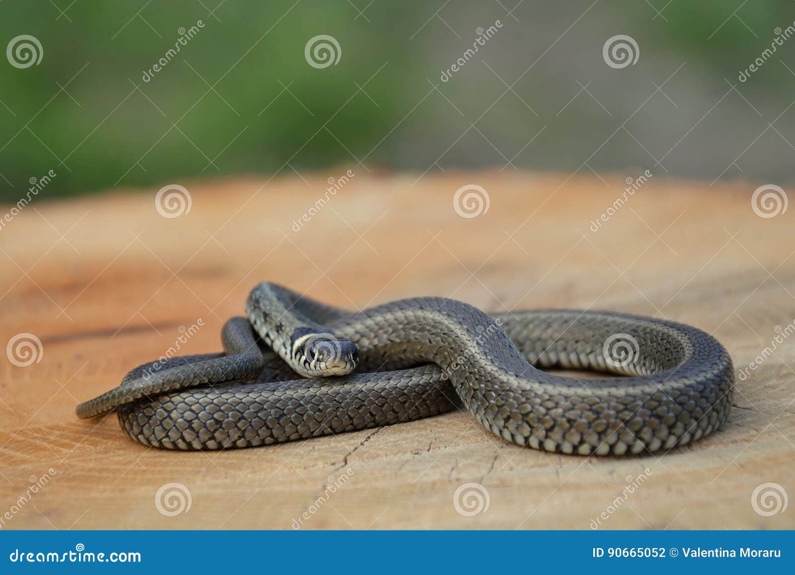 Grass snake Natrix natrix stock photo. Image of animal - 90665052