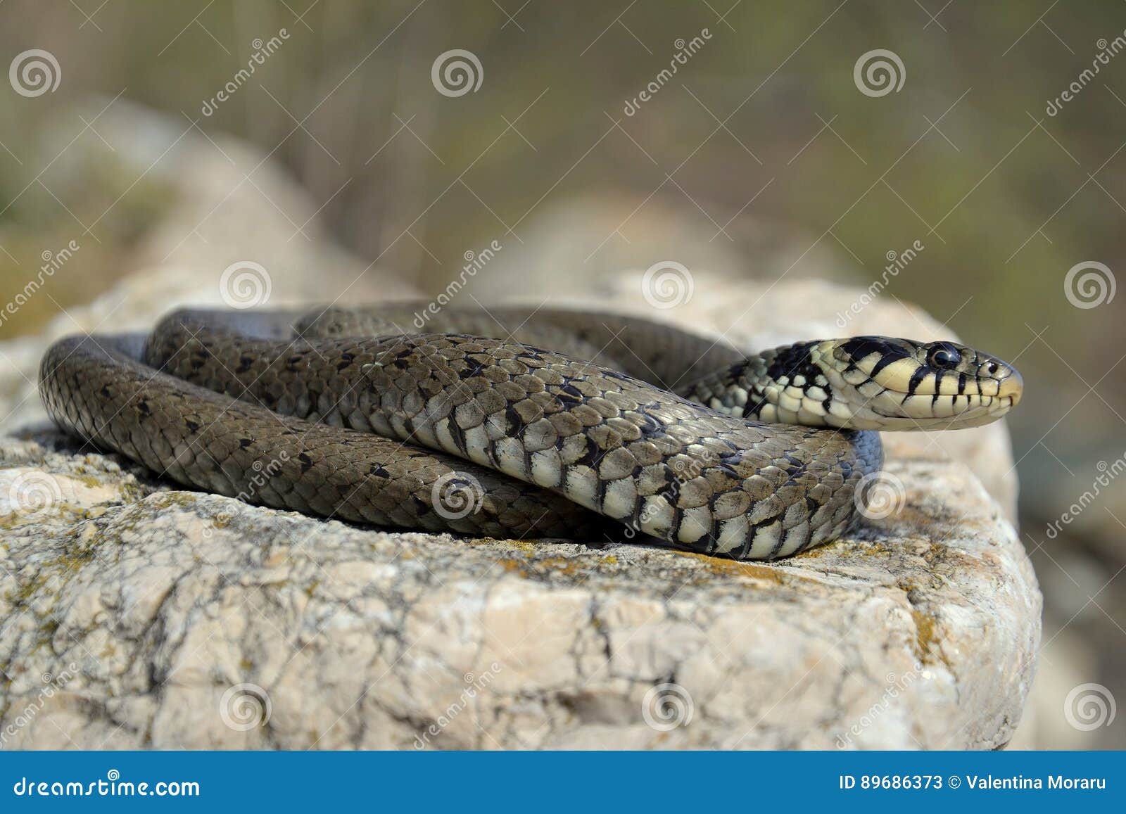 Grass snake Natrix natrix stock image. Image of gate - 89686373