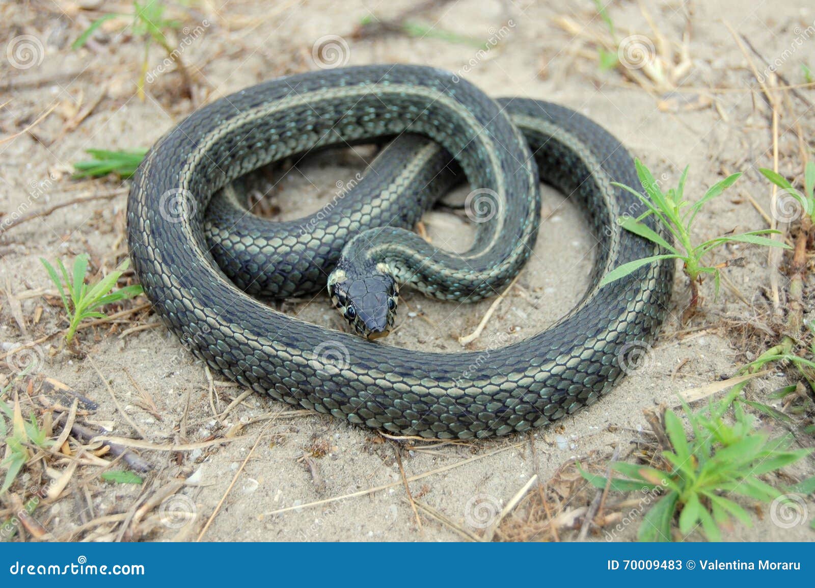 Grass Snake (Natrix Natrix) Stock Image - Image of herpetology, close ...