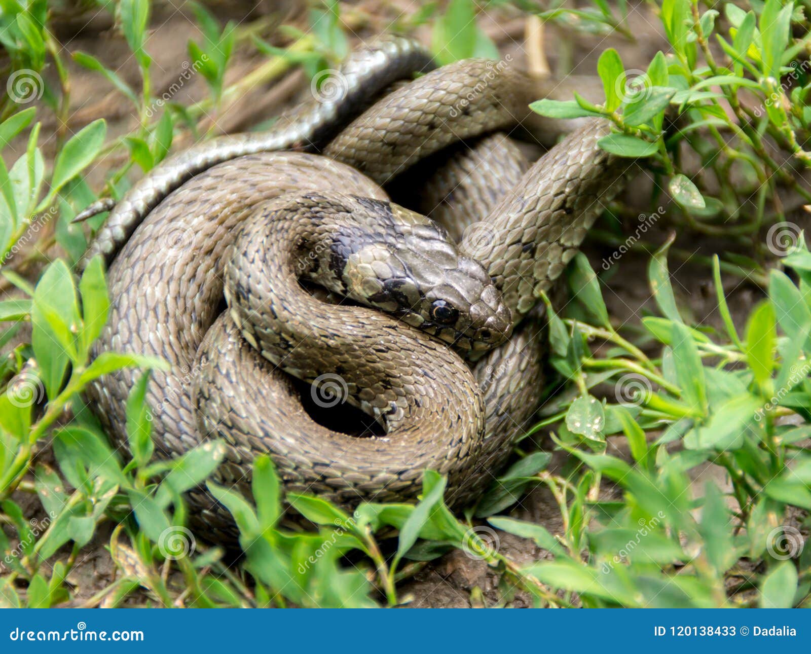 Grass snake Natrix natrix. stock image. Image of pattern - 120138433