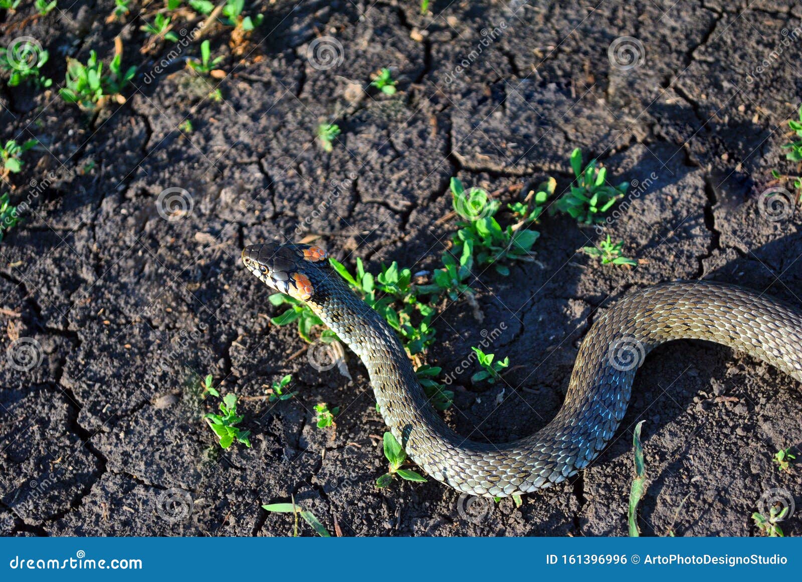 The Grass Snake Natrix Natrix, Ringed Snake, Water Snake Crawling on ...