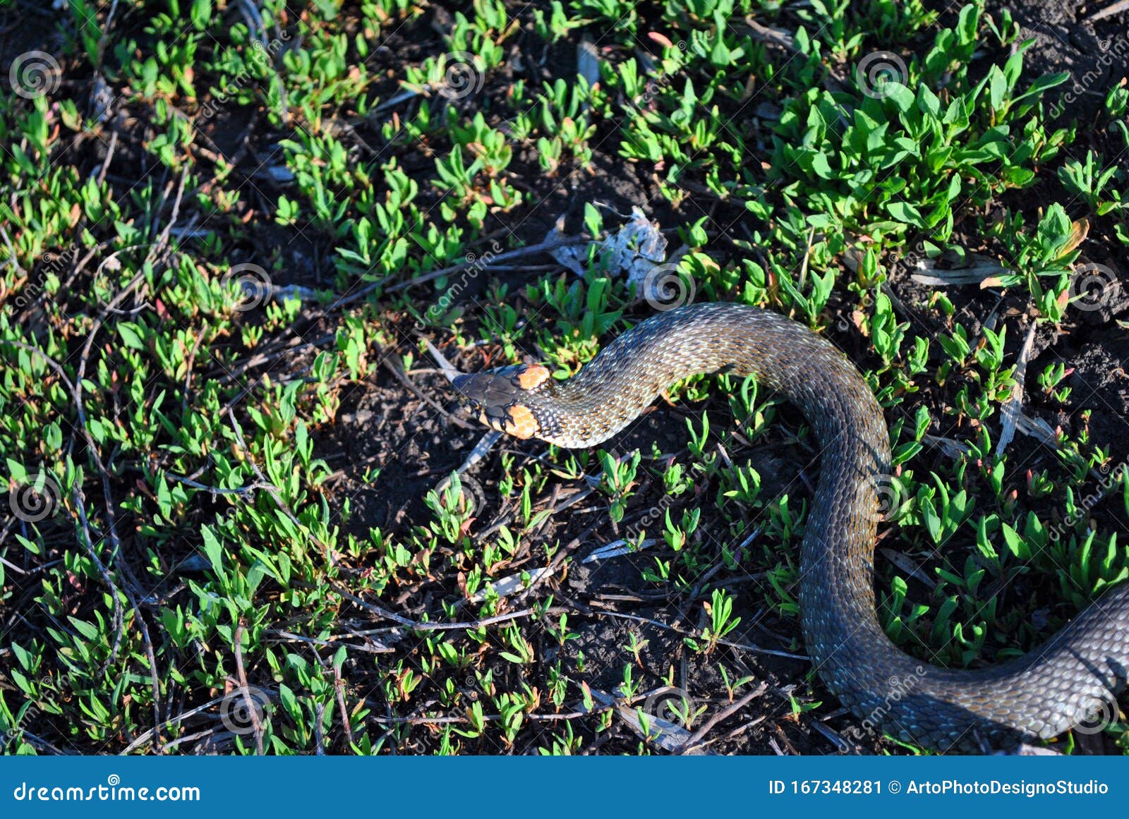 The Grass Snake Natrix Natrix, Ringed Snake, Water Snake Crawling on ...