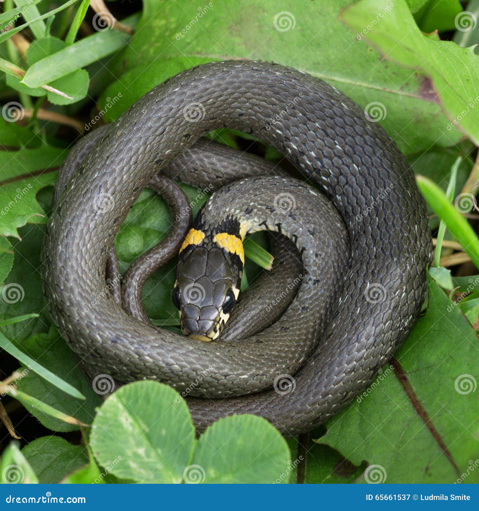Grass snake. stock image. Image of orange, vertical, serpent - 65661537