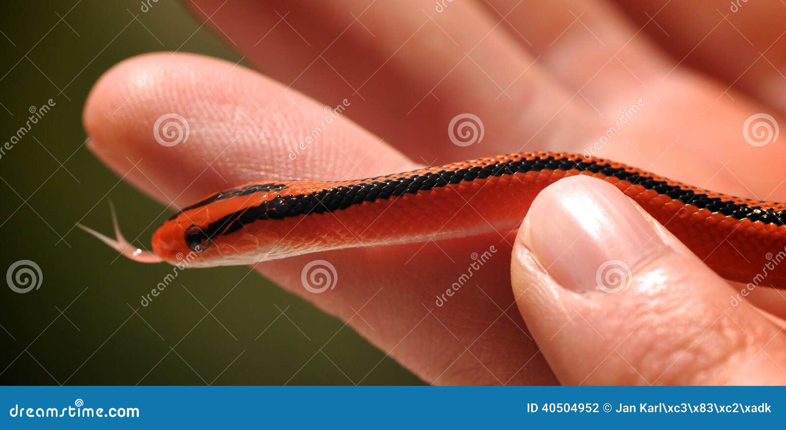 Grass Snake (Oreocryptophis Porphyraceus Coxi) is Crawling on the Hand ...
