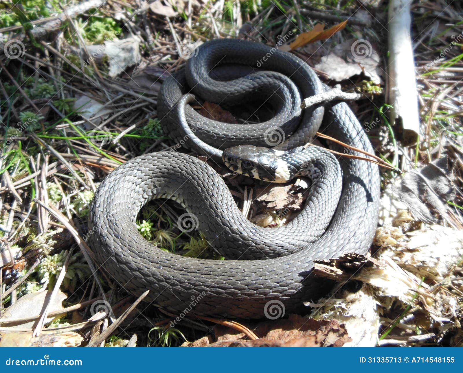 Grass snake stock image. Image of lake, europe, norway - 31335713