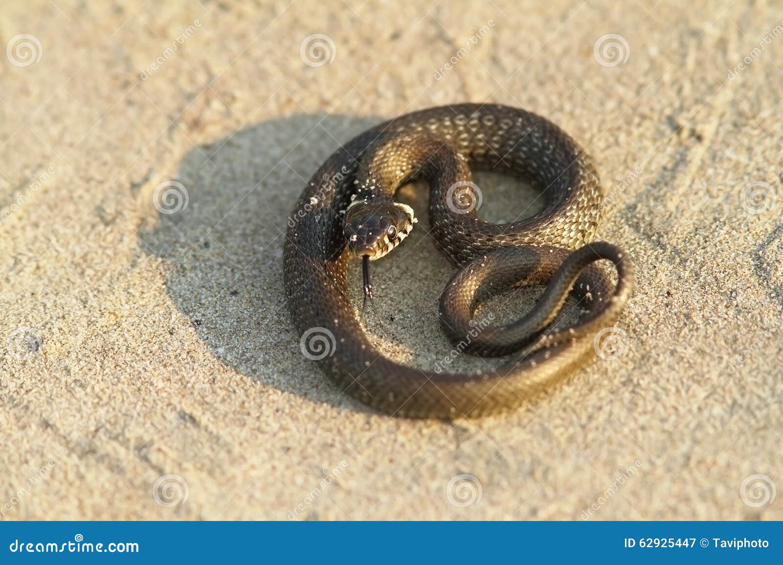 Grass snake on sand stock image. Image of predator, outdoors - 62925447