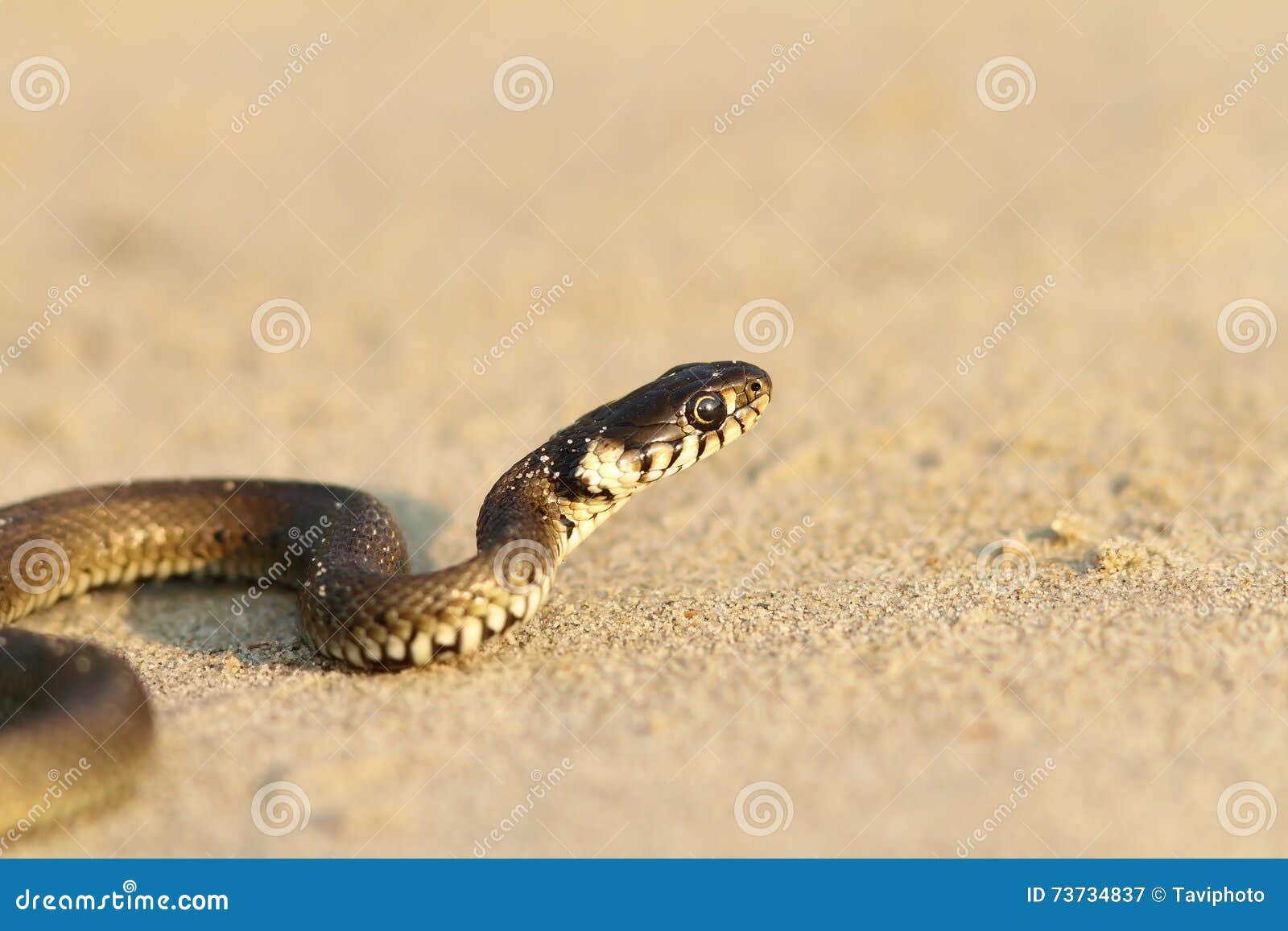 Snake In The Beach. Tarifa. Spain Stock Photo | CartoonDealer.com ...