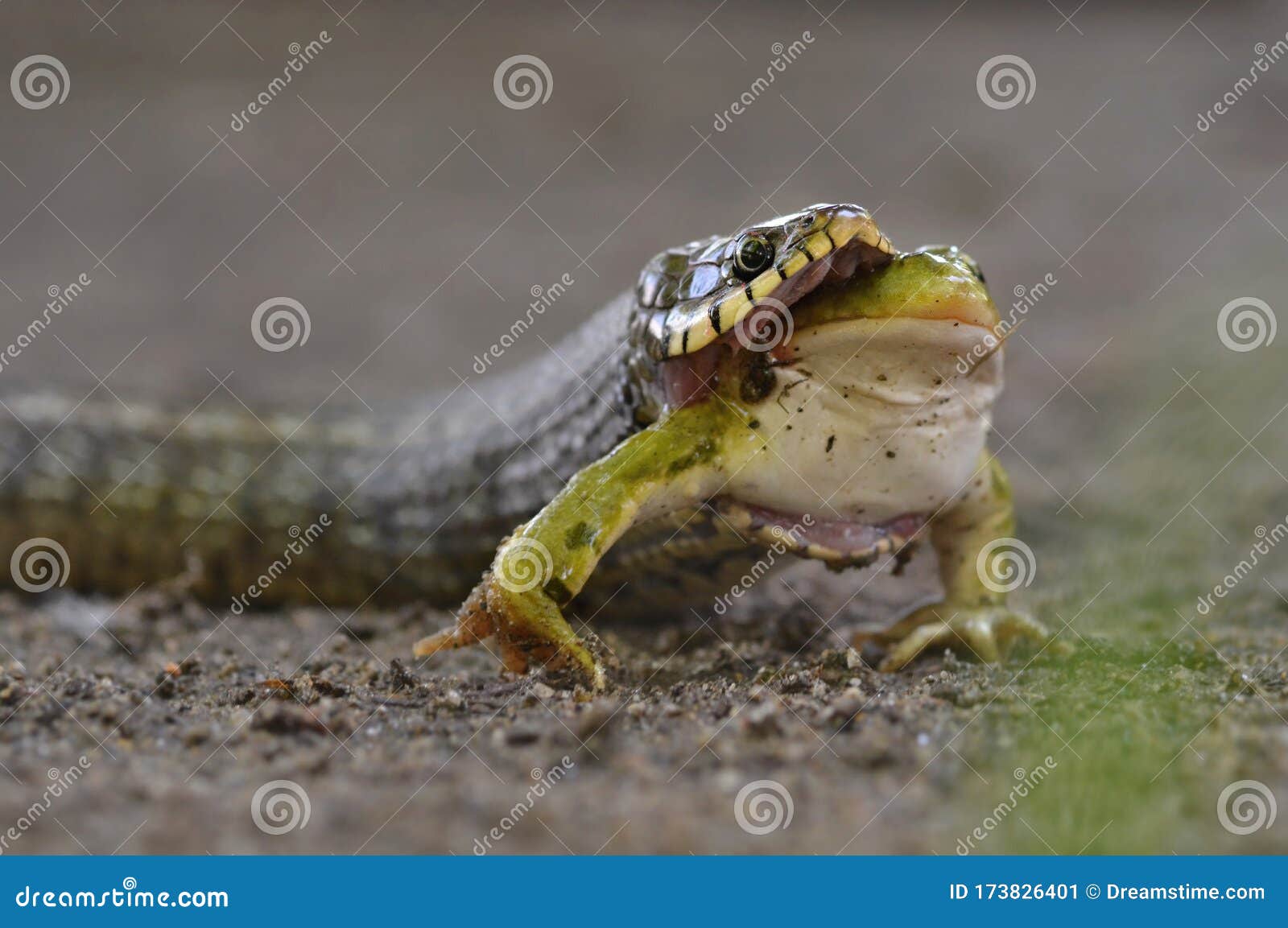 Grass Snake Swallowing a Frog Stock Image - Image of wildlife, bare ...