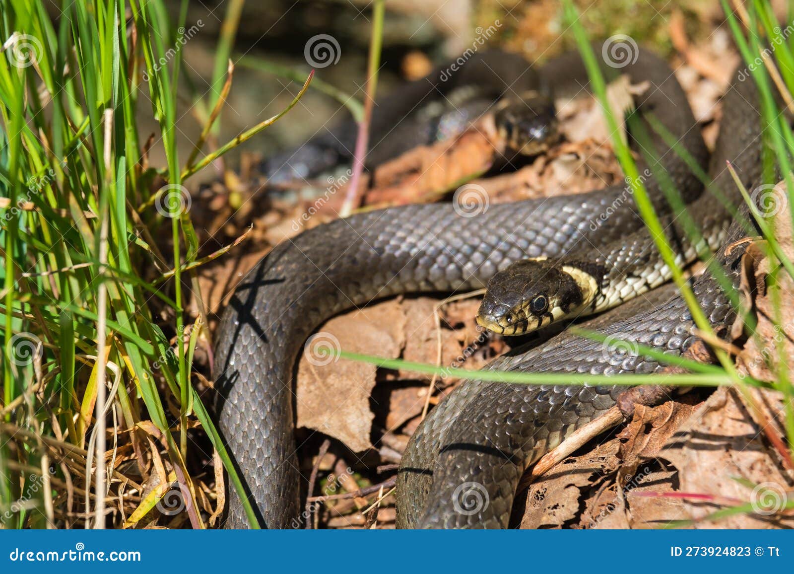 Grass Snakes Creep in the Grass a Sunny Spring Day Stock Image - Image ...
