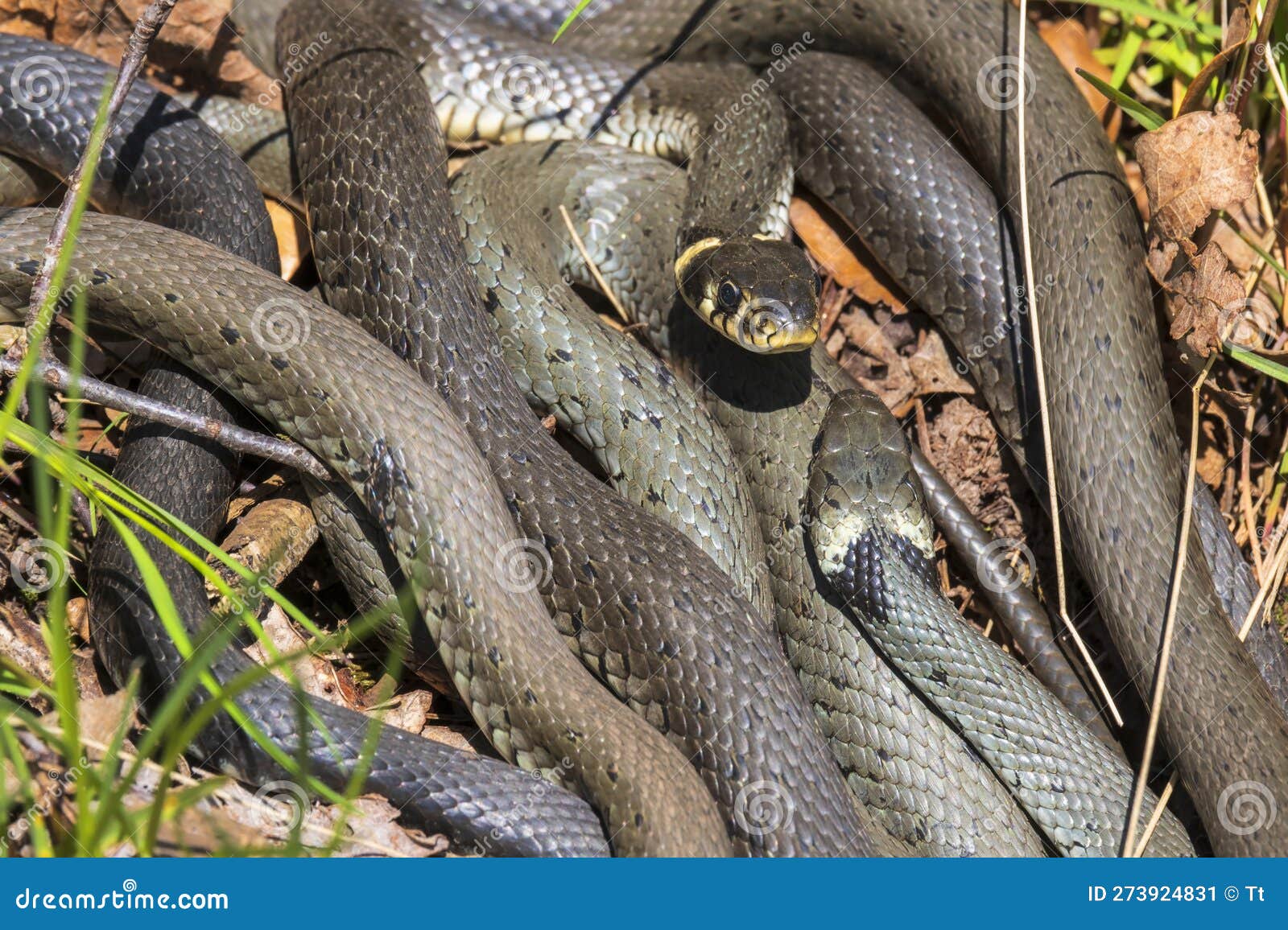 Grass Snakes Staring at Each Other Stock Image - Image of spring ...