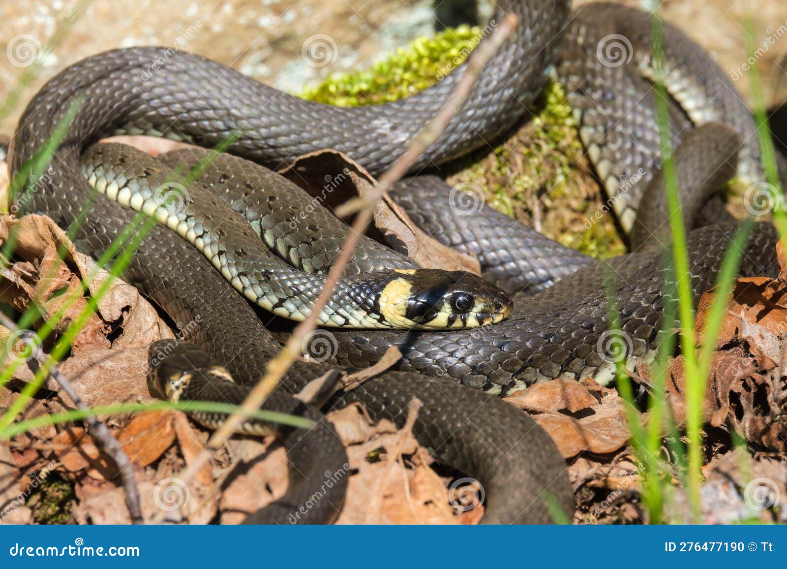 Grass Snakes that Winds in the Spring Sunshine Stock Photo - Image of ...