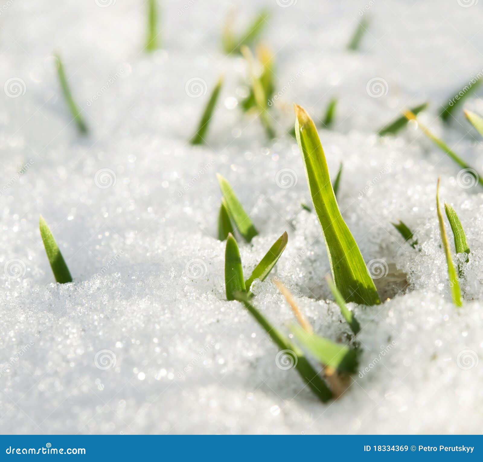 Grass in snow stock image. Image of winter, botany, arctic - 18334369